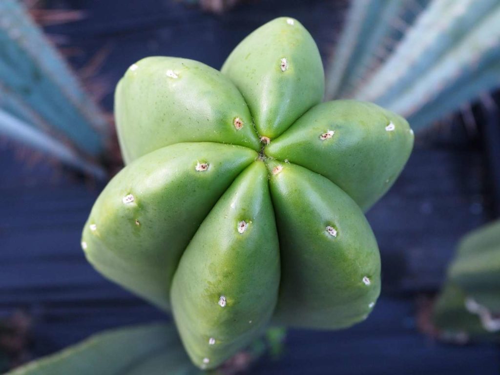 San Pedro Island | San Pedro Cacti - Trichocereus Family